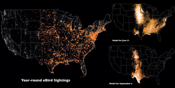 EBird and A Hundred Million Points of Light | Living Bird | All About Birds