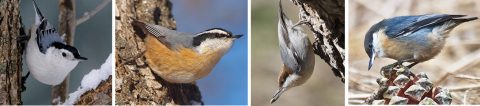 Four Nuthatches, Four Ways to Make It Through a Cold Winter | All About ...