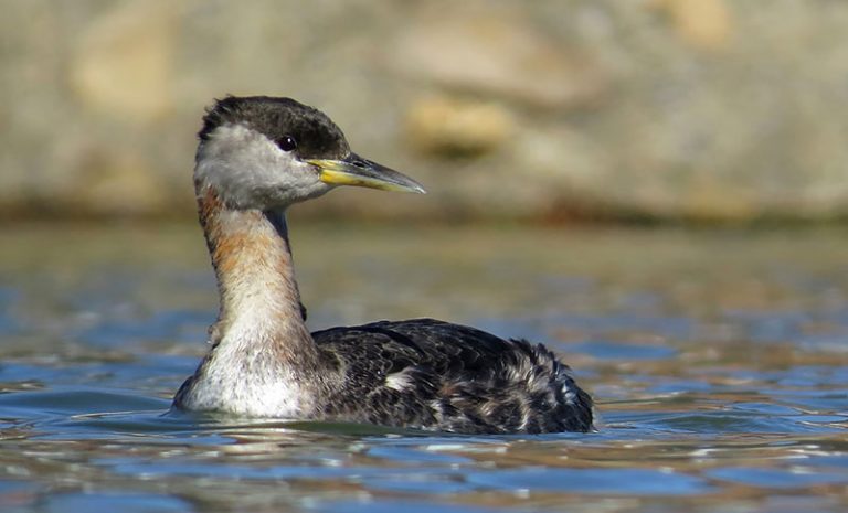 Winter Ice Can Force Red-necked Grebes to Make Other Plans | All About ...