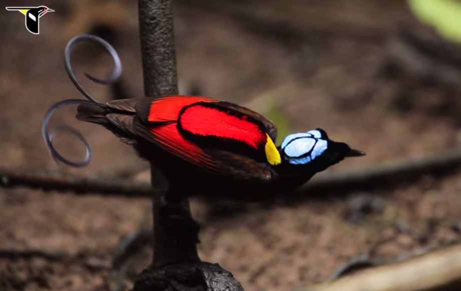 Nesting & Breeding - Biology | All About Birds