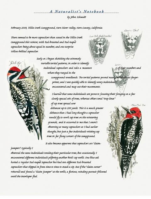 Naturalist’s Notebook: “Claim-Jumping” Red-breasted Sapsuckers | Living ...
