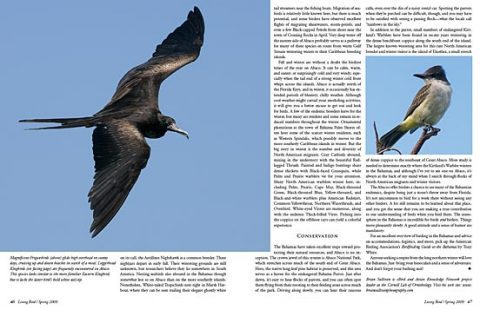 Birding in the Bahamas | Living Bird | All About Birds