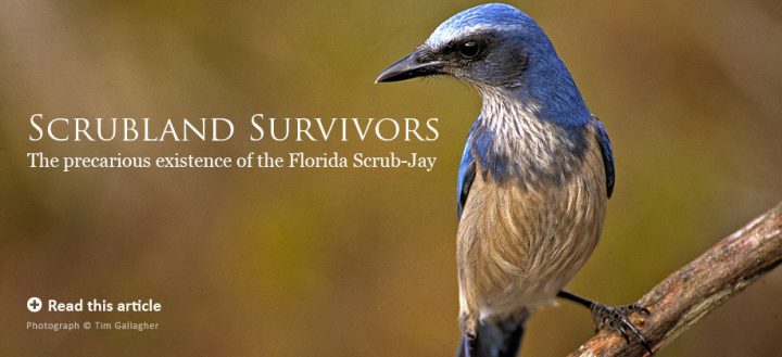 Opposable Chums: Guts & Glory at the World Series of Birding—Our Review ...