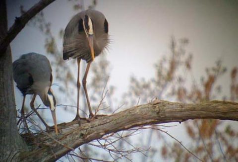 Basics of Digiscoping | All About Birds