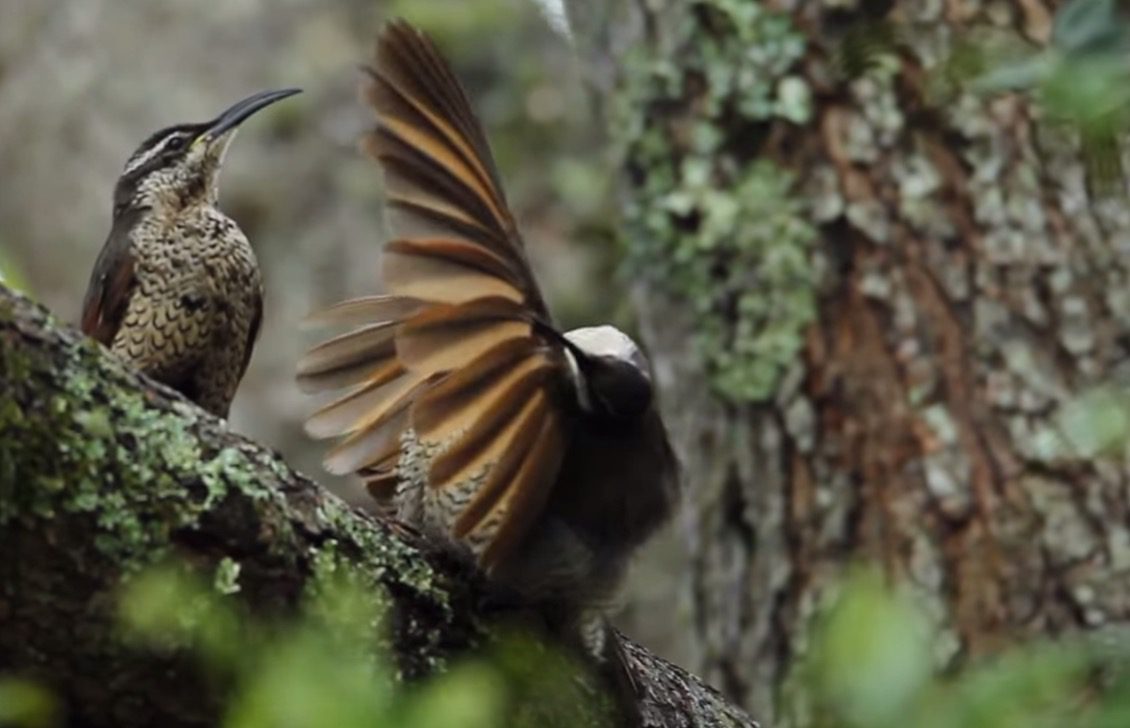 All About Birds