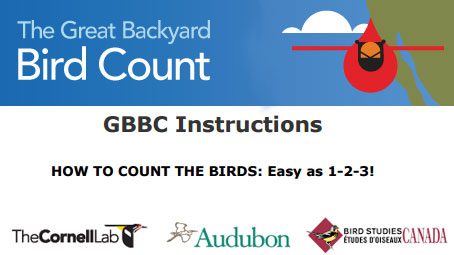How to Do the Great Backyard Bird Count: Step by Step