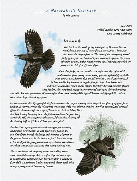 A Naturalist’s Notebook: Young Raven Learns to Fly | Living Bird | All ...