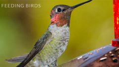 Feeding Birds | All About Birds
