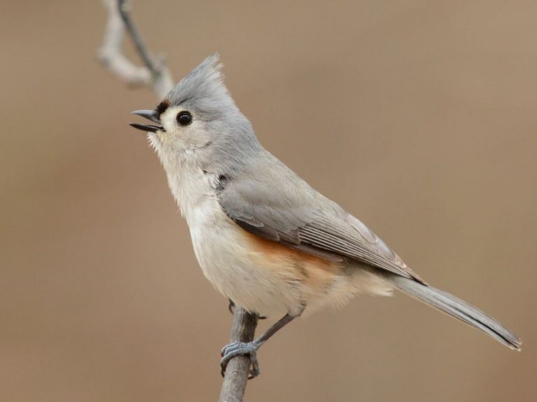 Like Chasing Tornadoes: the Fun and Challenge of Mixed Species Flocks ...