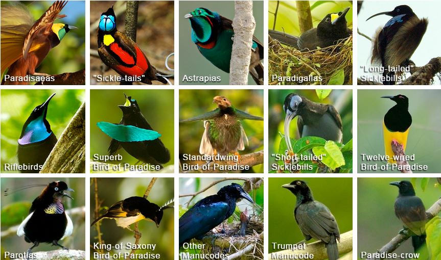 Uncategorized | All About Birds