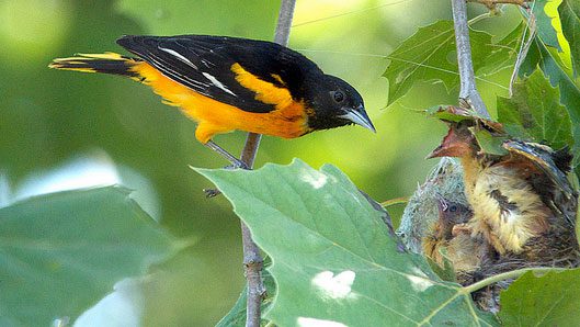 Bird-Friendly Homes | All About Birds