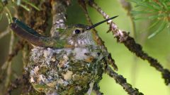 Bird-Friendly Homes | All About Birds