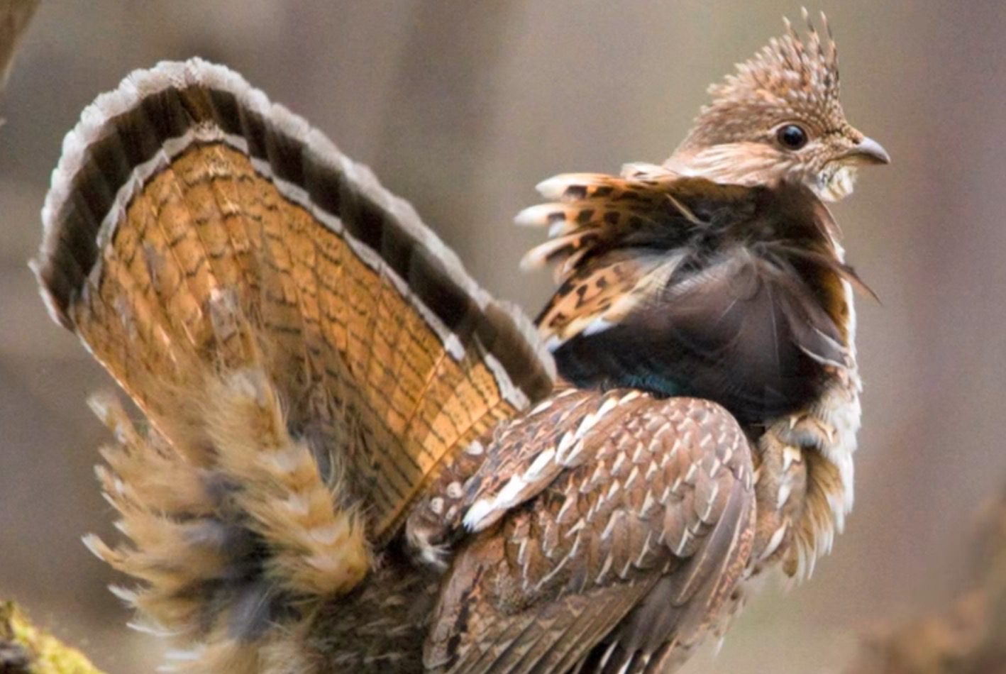 Thump!: The Ruffed Grouse Mate Attraction Display