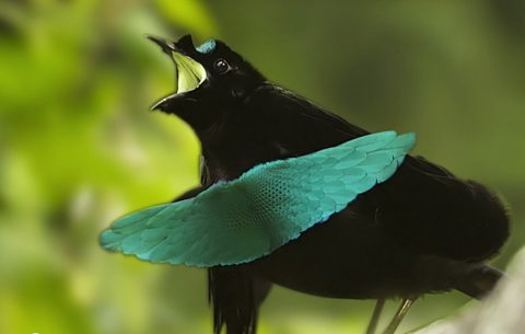 Biology | All About Birds