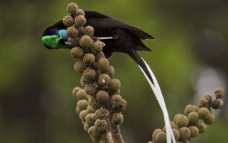 Feathers - Biology | All About Birds