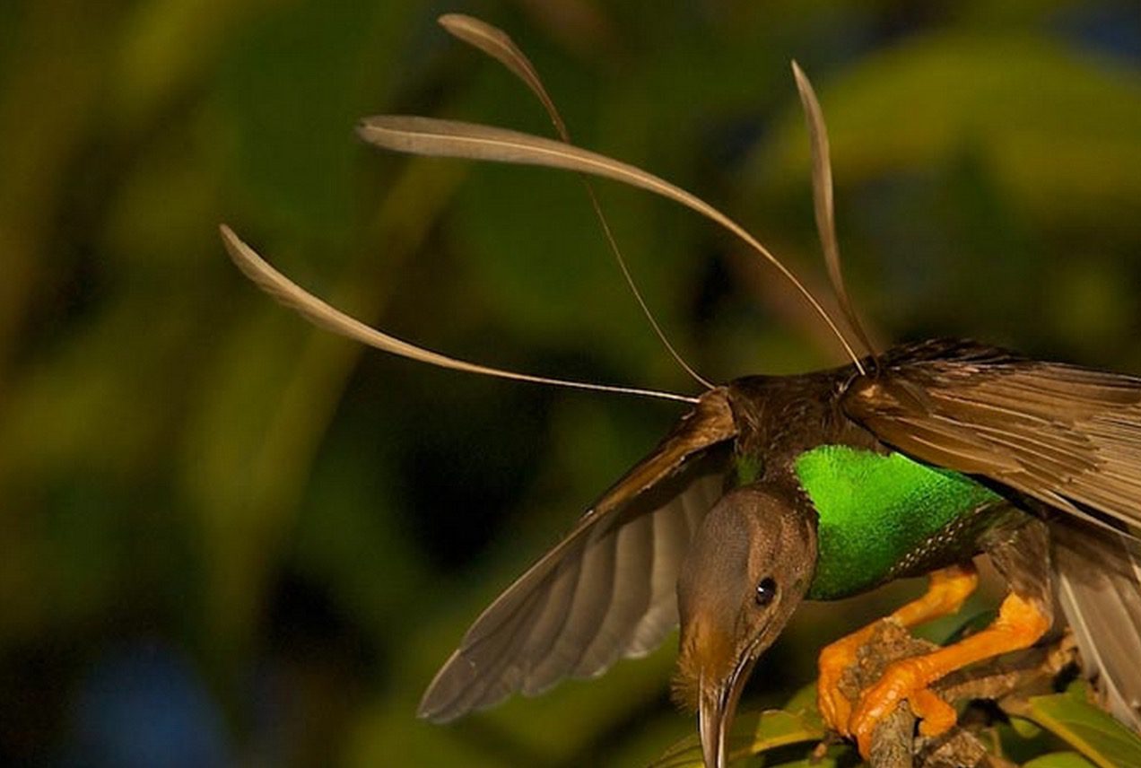 Feathers - Biology | All About Birds