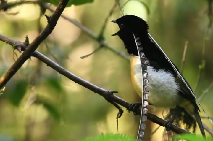 Bird ID Skills: How to Learn Bird Songs and Calls | All About Birds