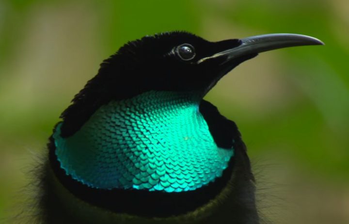 Feathers - Biology | All About Birds
