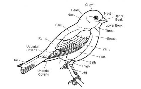 Bird ID Skills: Field Marks | All About Birds
