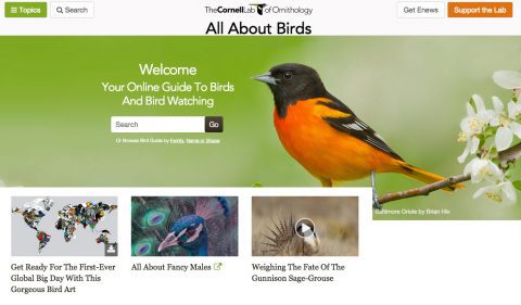 Get to Know the New Features of All About Birds | All About Birds