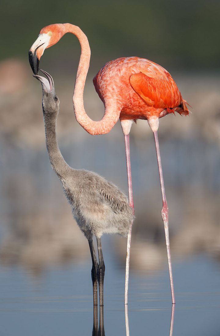 Among Flamingos: 12 Hours on the Mudflats of Mexico’s Yucatan | Living ...