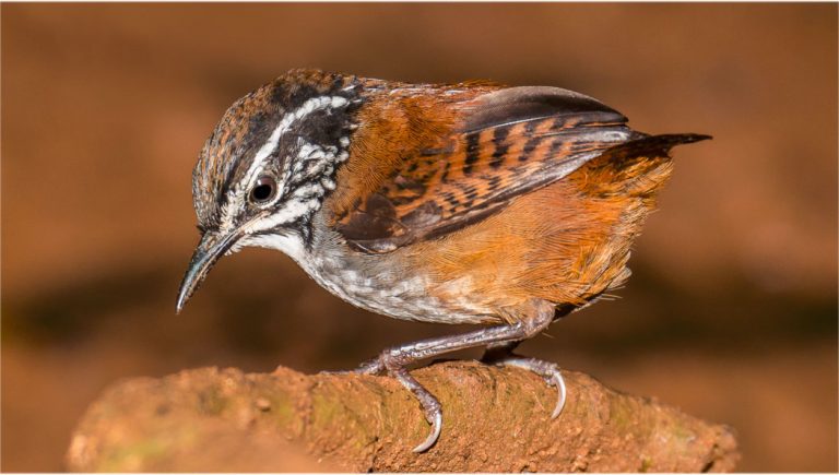 For Tropical Wren, Songs and Species Evolve in Isolation | All About Birds