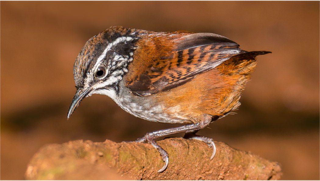 For Tropical Wren, Songs and Species Evolve in Isolation | All About Birds