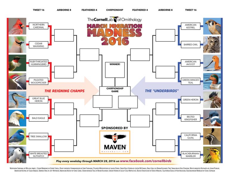 What is March Migration Madness? | All About Birds