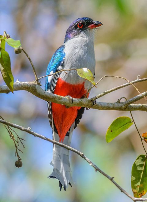 10 Things You Might Not Know About the U.S., Cuba, and Birds | All ...