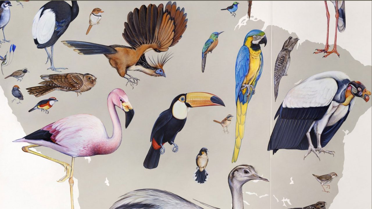 Living Bird Spring 2016—Table Of Contents | Living Bird | All About Birds