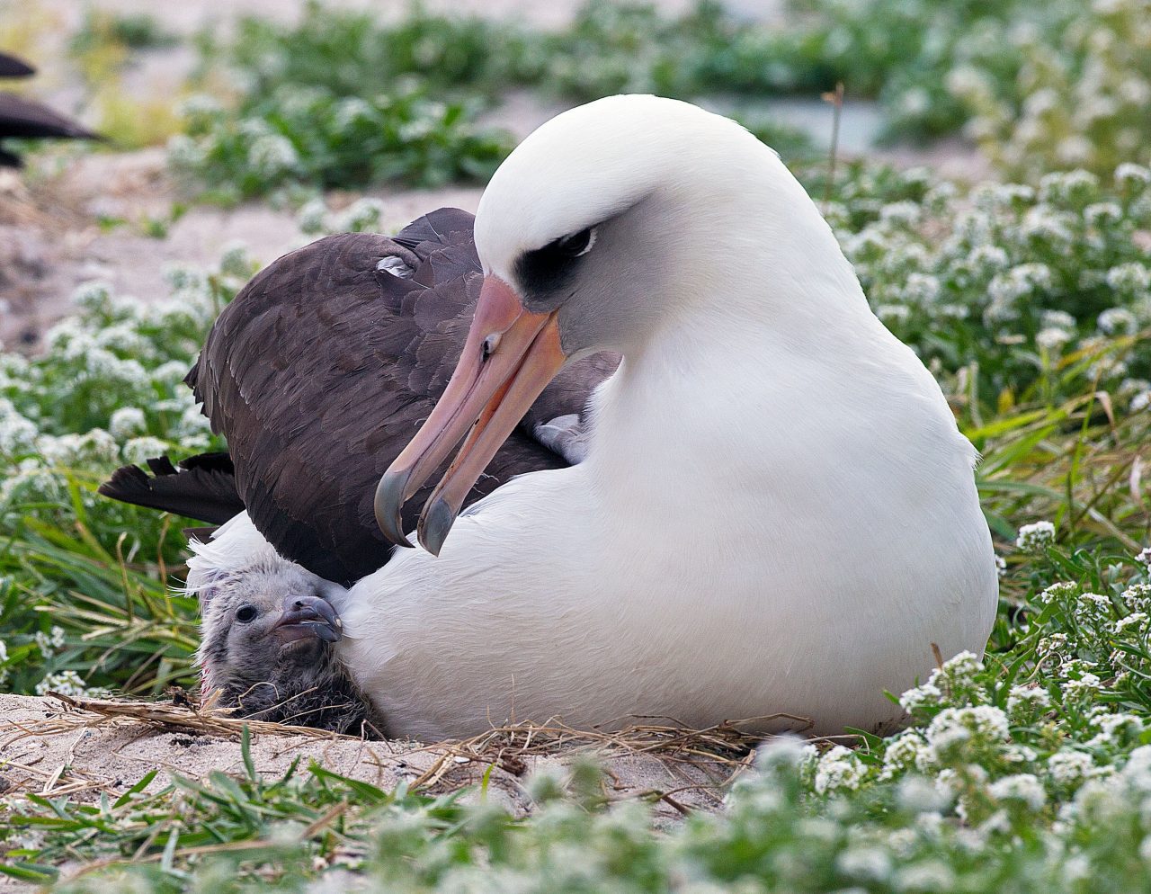 Q&A: Chan Robbins Talks About Wisdom, the World’s Oldest Banded Bird ...