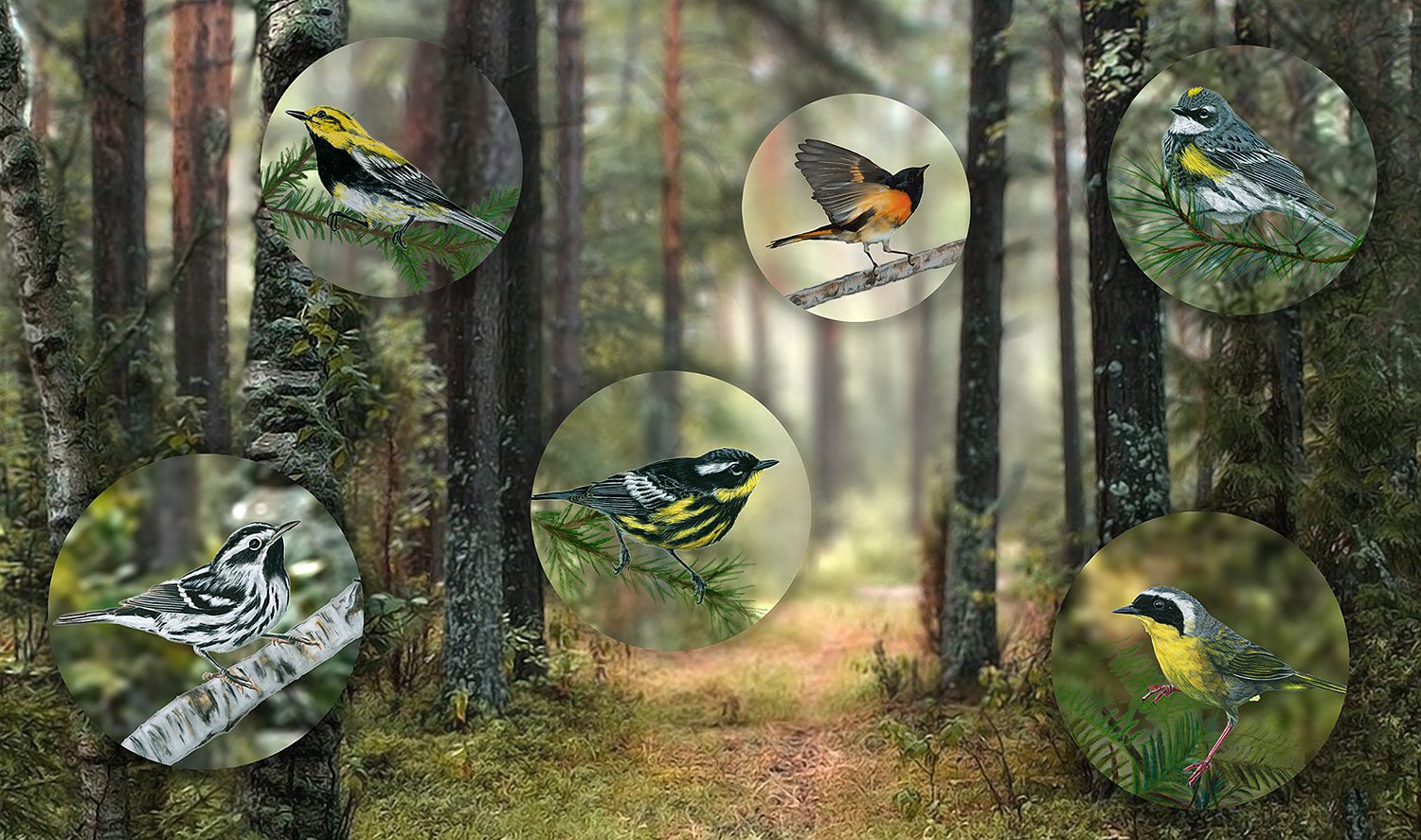 Spruce-Woods Warblers Revisited: 60 Years Later, the Cast of Characters ...