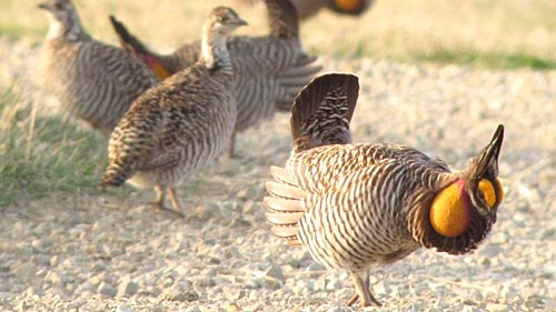 eBird | All About Birds