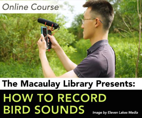 How to Record Bird Sounds With Your Smartphone: Our Tips | All About Birds