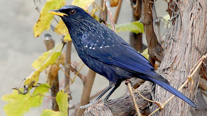 Flying on Fumes: How Birds Meet Their Oxygen Demands at High Altitude ...