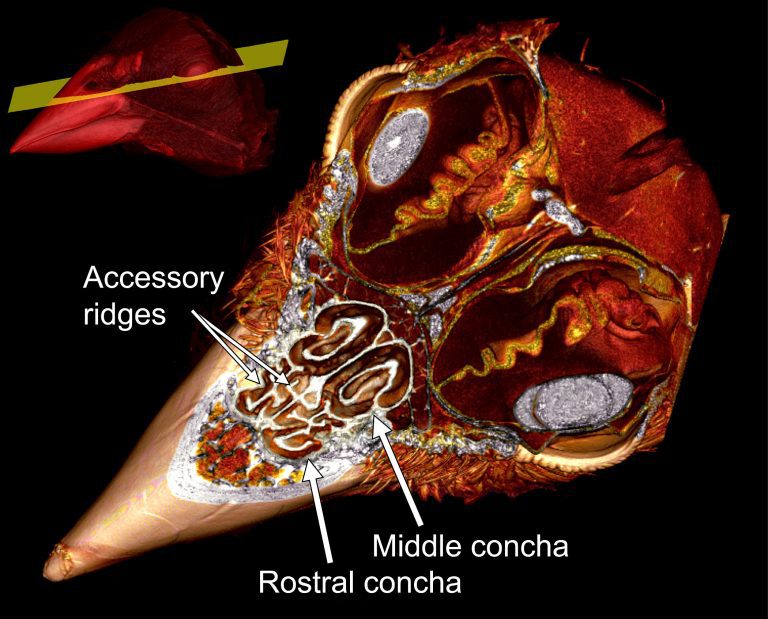 Scans Reveal Birds Use Their Beaks as Air Conditioners | All About Birds