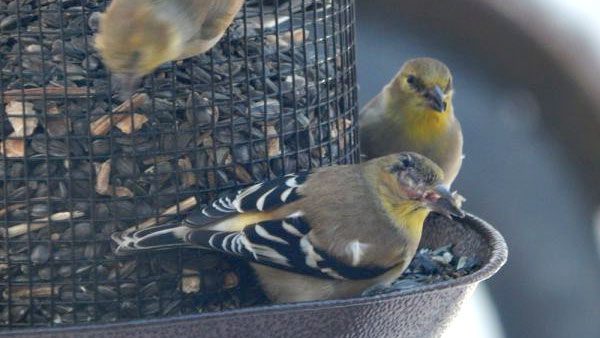 Problems | All About Birds