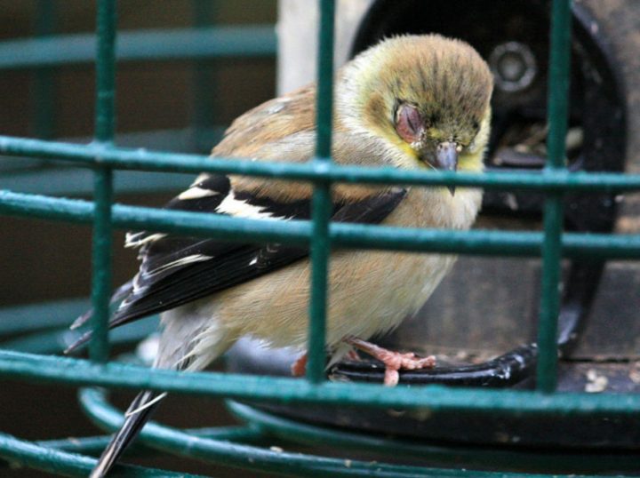 House Finch Eye Disease: Outbreak, Then Understanding | Living Bird ...