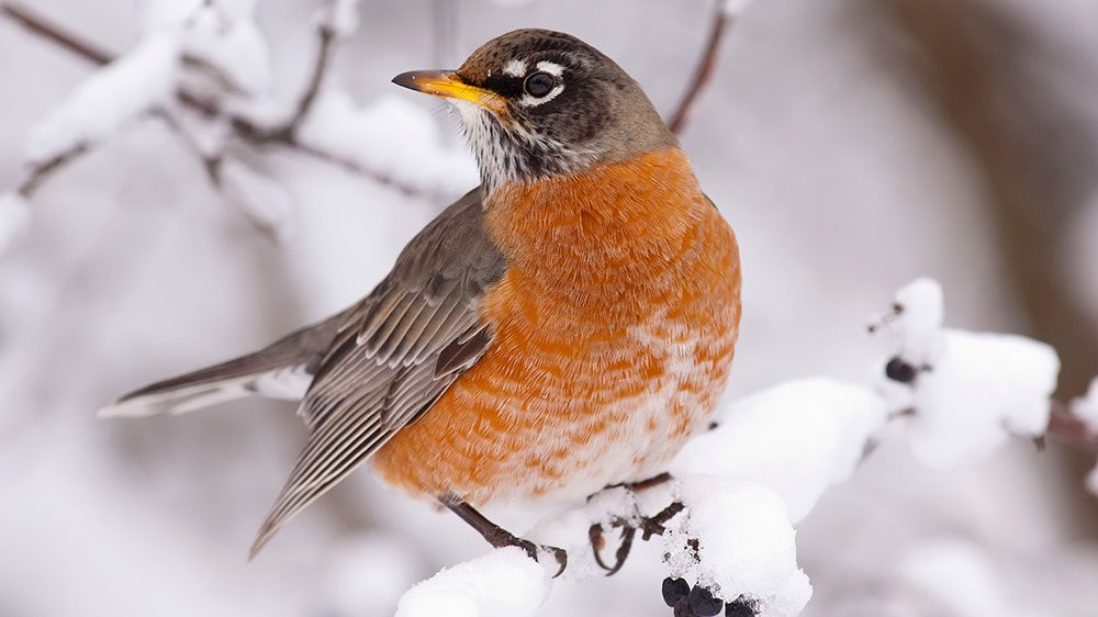 More Robins Are Sticking Around in Winter | Living Bird | All About Birds