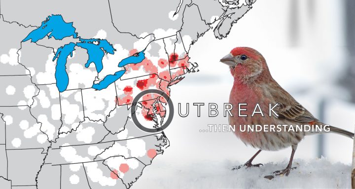 House Finch Eye Disease: Outbreak, Then Understanding | Living Bird ...