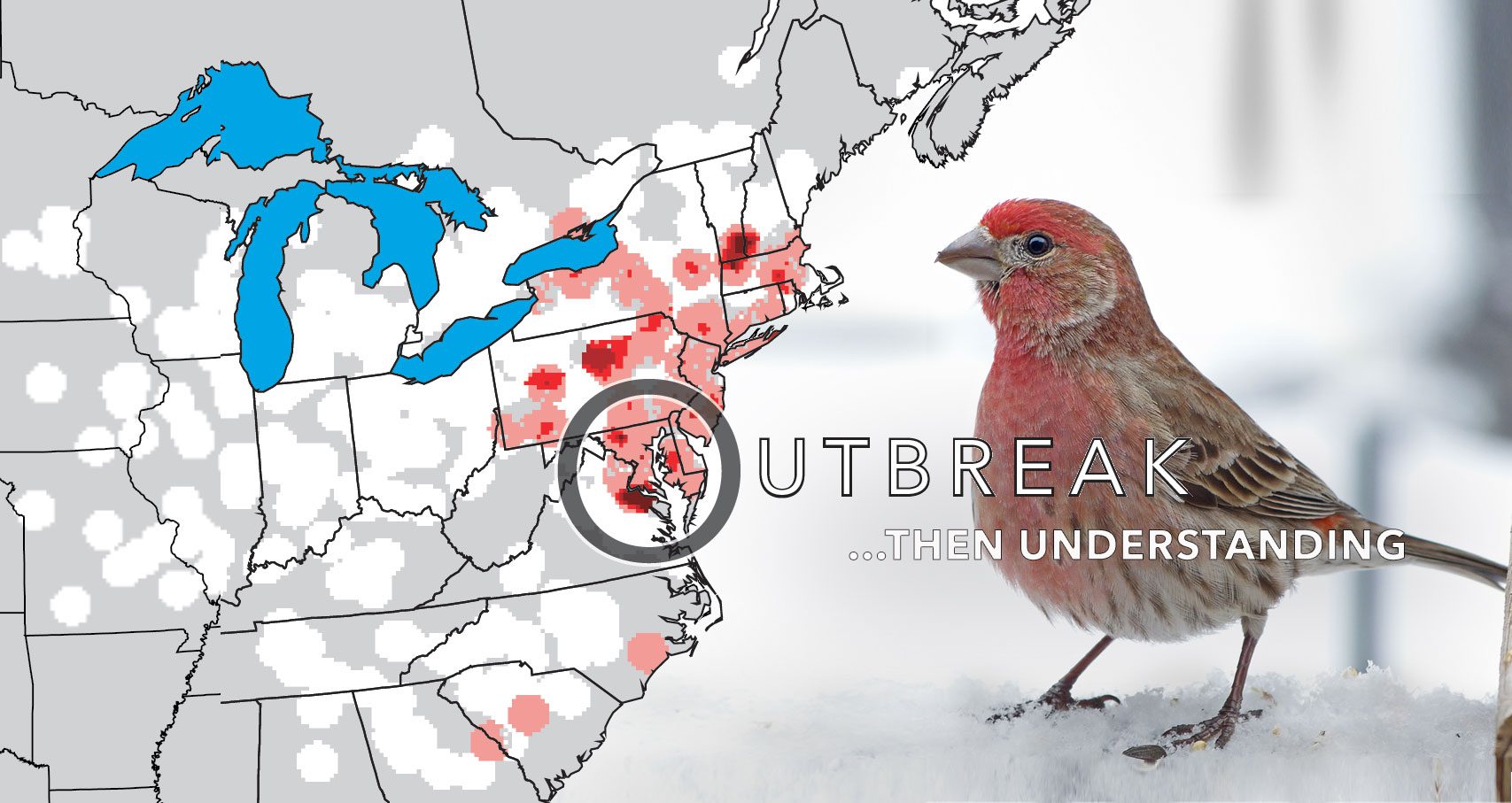 House Finch Eye Disease: Outbreak, Then Understanding | Living Bird ...