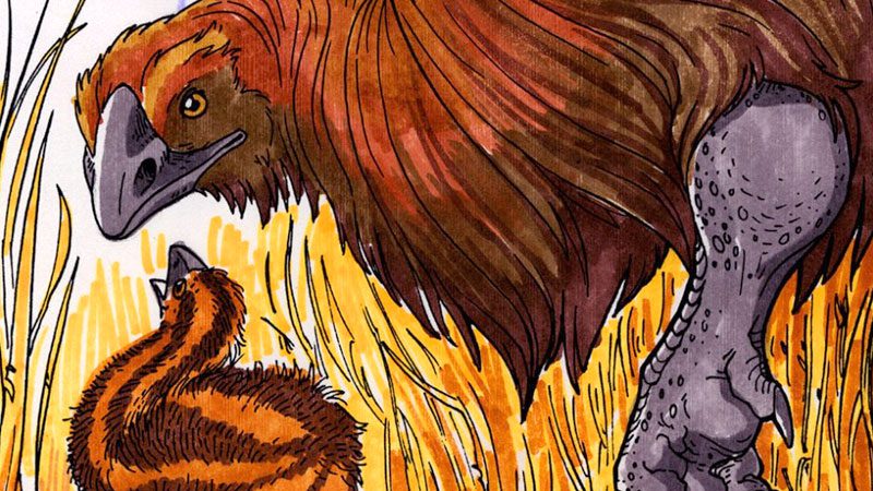 Evolution - Biology | All About Birds