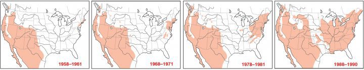 House Finch Eye Disease: Outbreak, Then Understanding | Living Bird ...