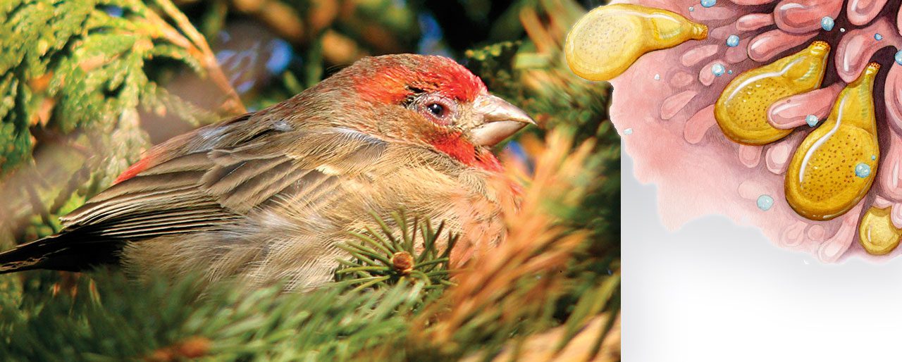 House Finch Eye Disease: Outbreak, Then Understanding | Living Bird ...