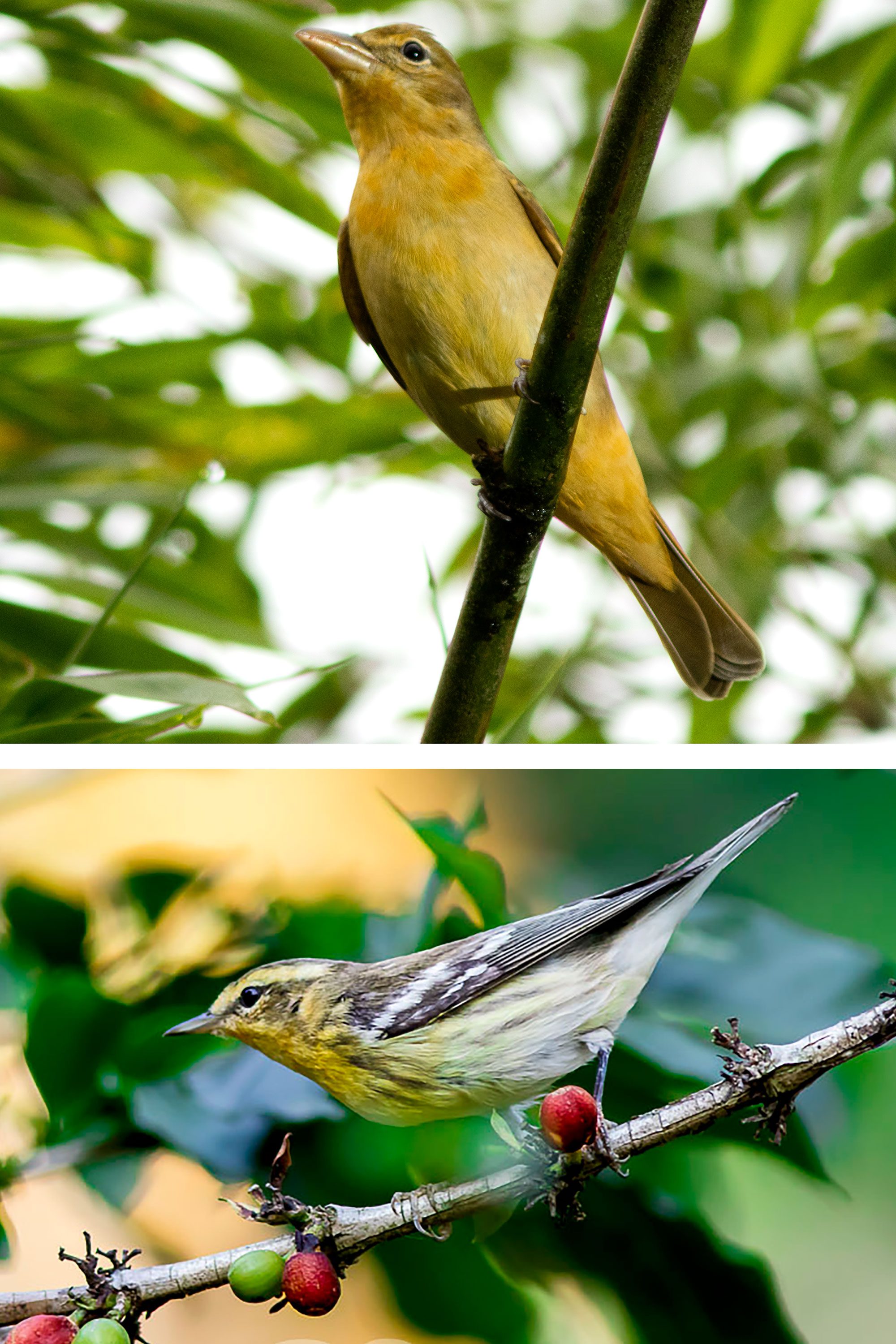 En Colombia, el café cultivado bajo sombra sostiene tanto a las aves ...