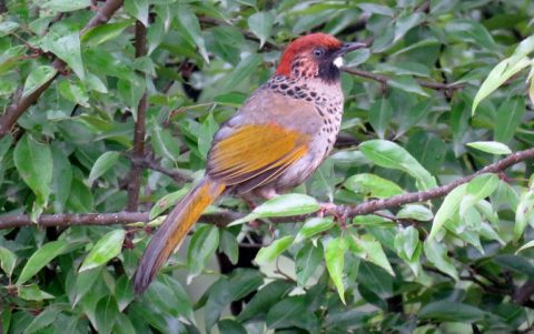 Flying on Fumes: How Birds Meet Their Oxygen Demands at High Altitude ...