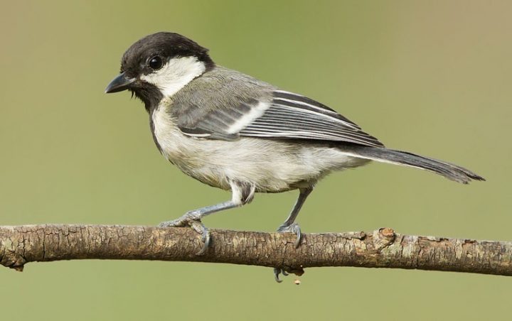 Flying on Fumes: How Birds Meet Their Oxygen Demands at High Altitude ...