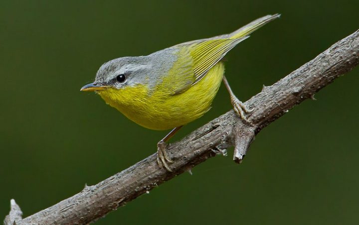 Flying on Fumes: How Birds Meet Their Oxygen Demands at High Altitude ...