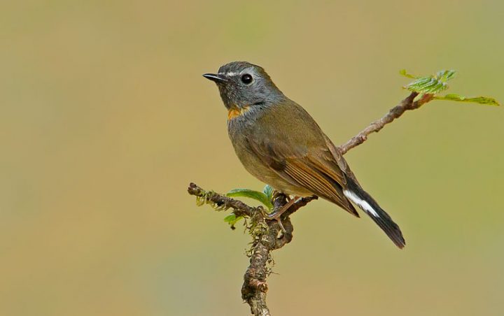 Flying on Fumes: How Birds Meet Their Oxygen Demands at High Altitude ...