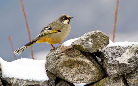 Flying on Fumes: How Birds Meet Their Oxygen Demands at High Altitude ...